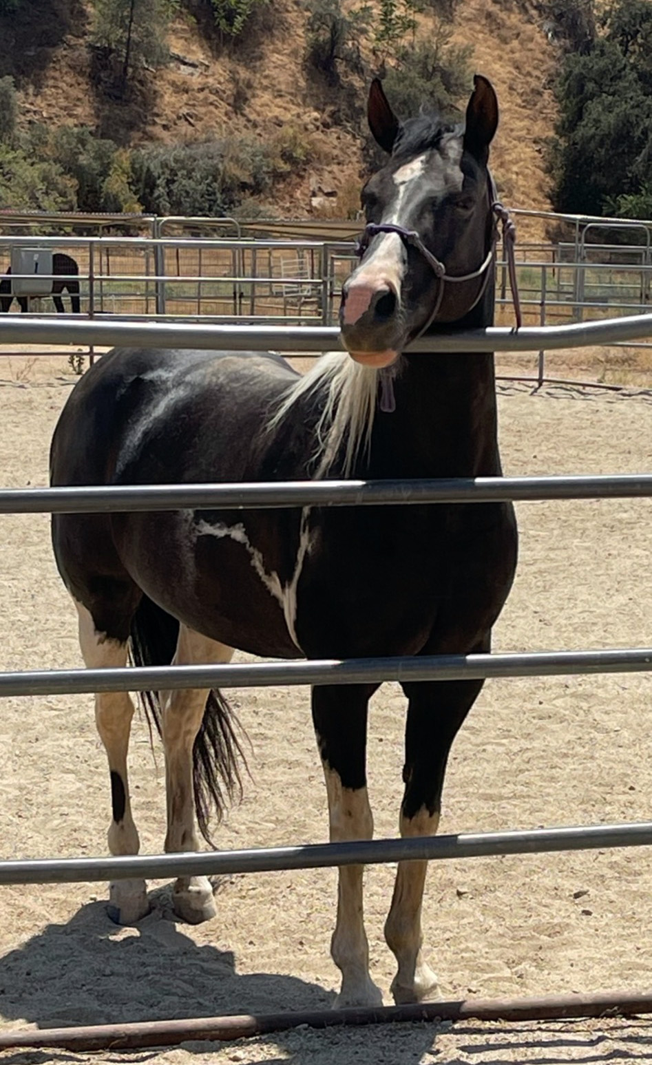 Join us in the fight to save a horses life - Contact Us